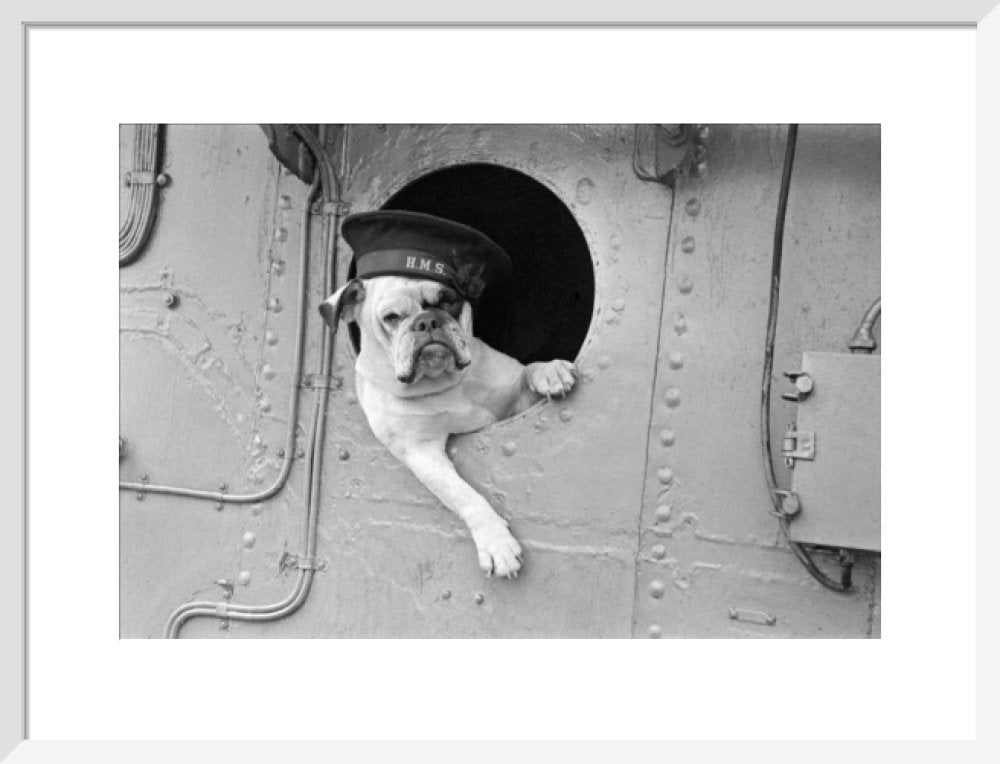 Venus' the bulldog mascot of the destroyer HMS VANSITTART, 1941. – IWM ...
